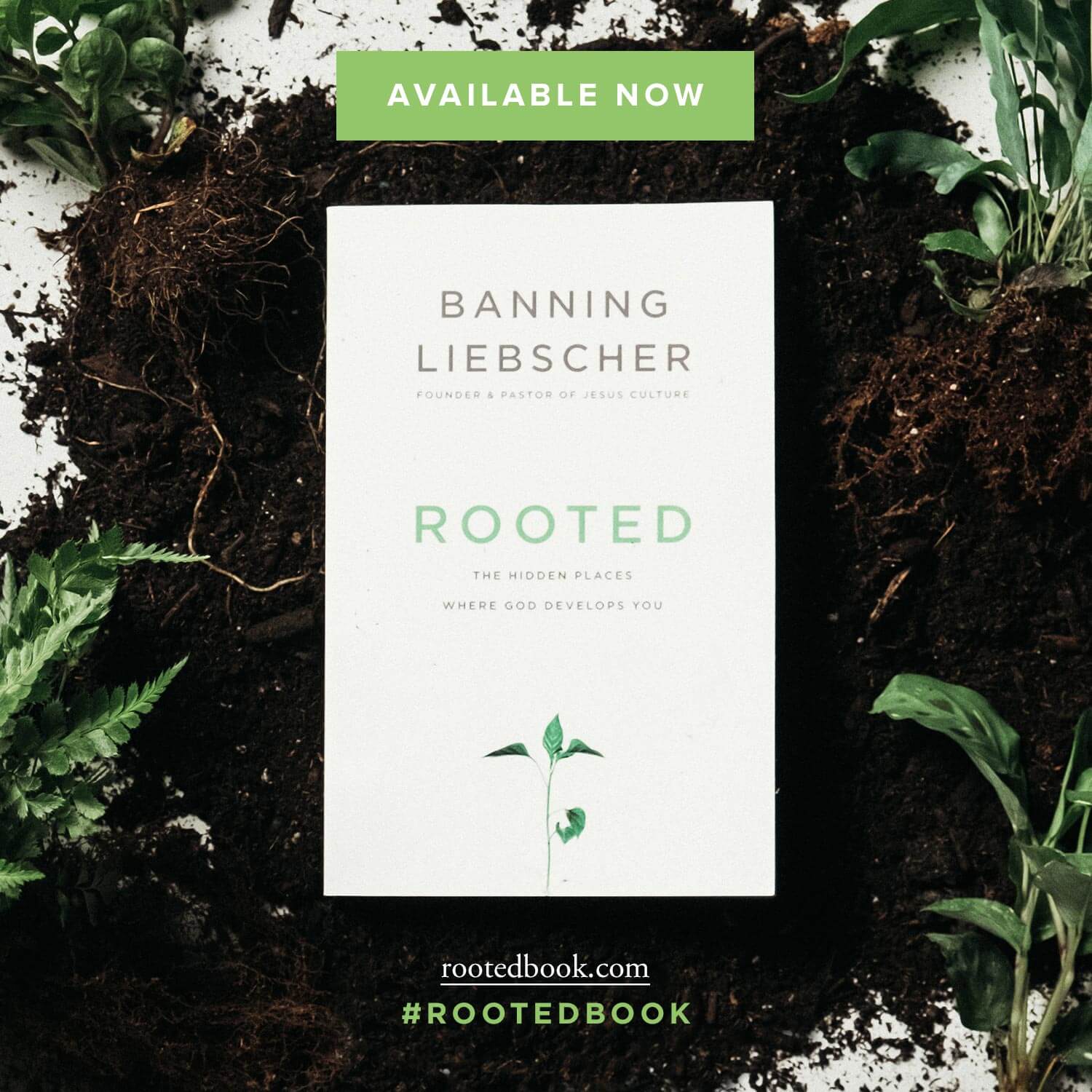Rooted - The Hidden Places Where God Develops You. Book Review AND ...